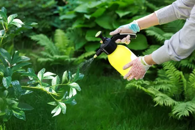 Spraying peonies