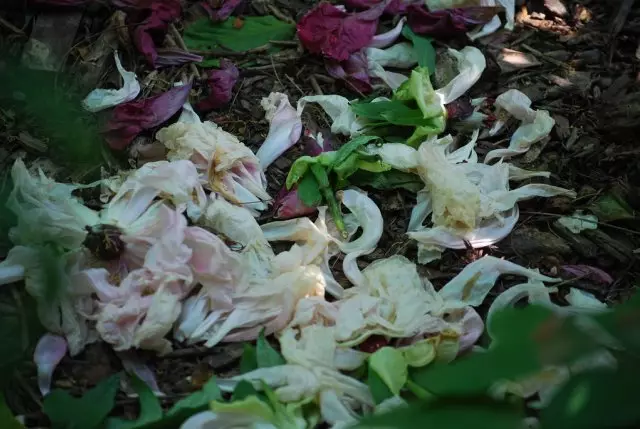 Nahulog petals ng peonies.