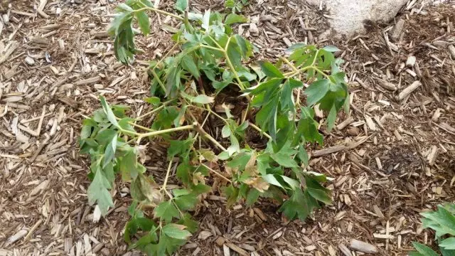 Peonies na may mulling.