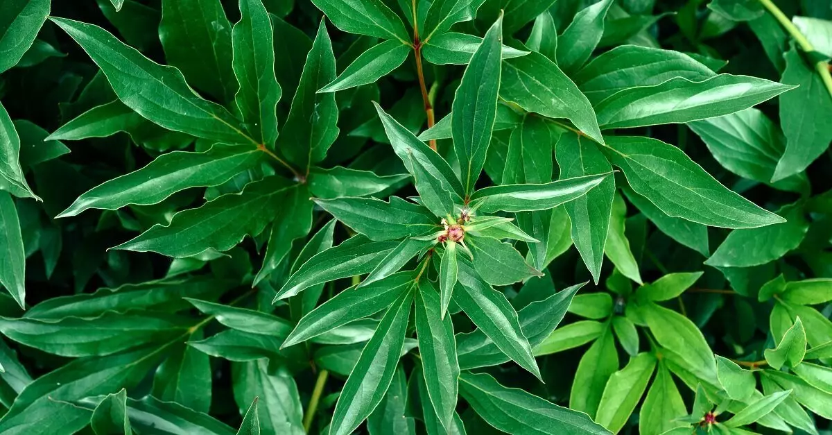 Warum keine Pfingstrosenblüte: 6 häufigste Gründe