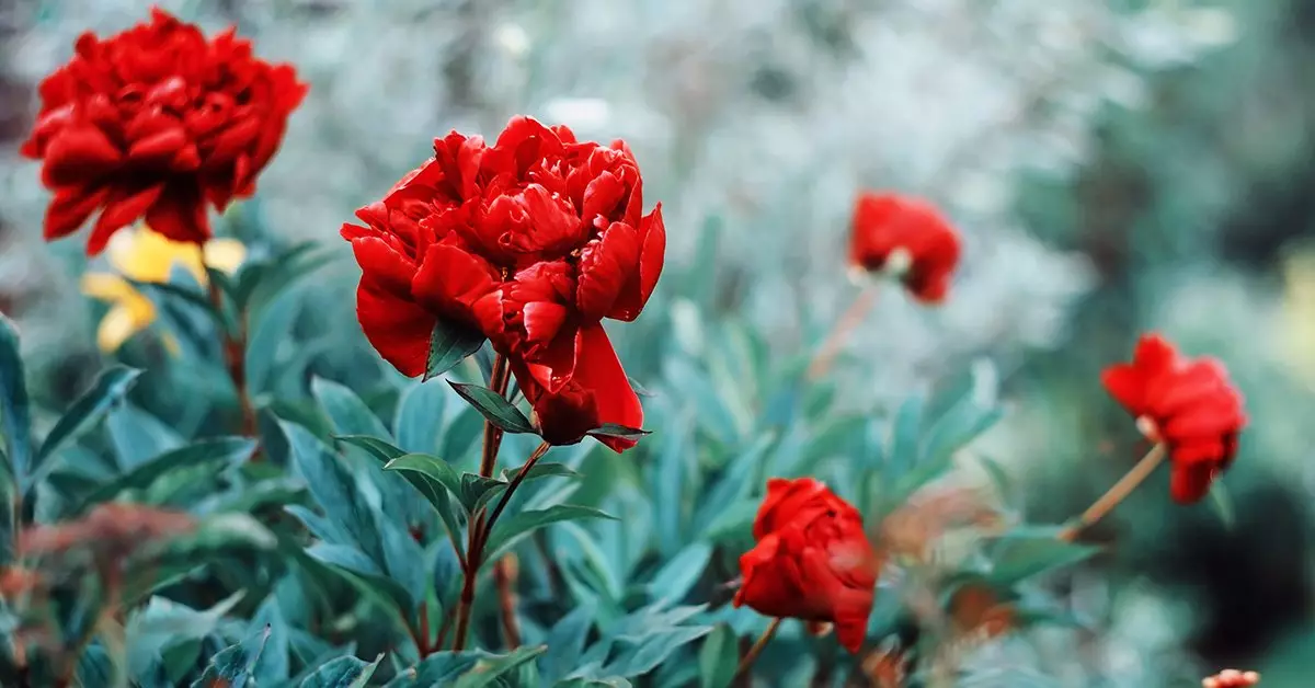 Bwydo Peonies yn y gwanwyn - na, sut a phryd