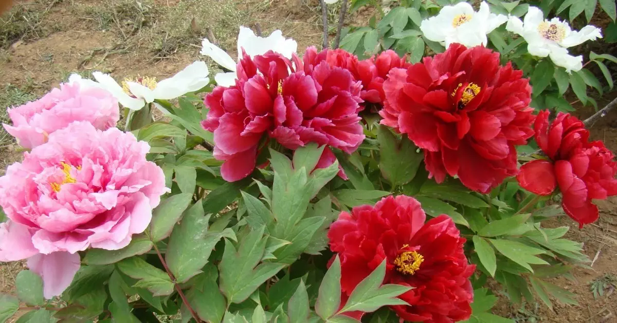 9 ಟ್ರೀ Peony ಆಫ್ ಅದ್ಭುತ ಸುಂದರ ಪ್ರಭೇದಗಳು