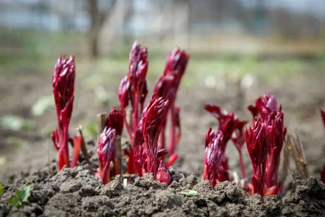 Нисбат ба хӯроки peonies ҳангоми гулкунӣ, инчунин пеш аз он ва баъд аз он