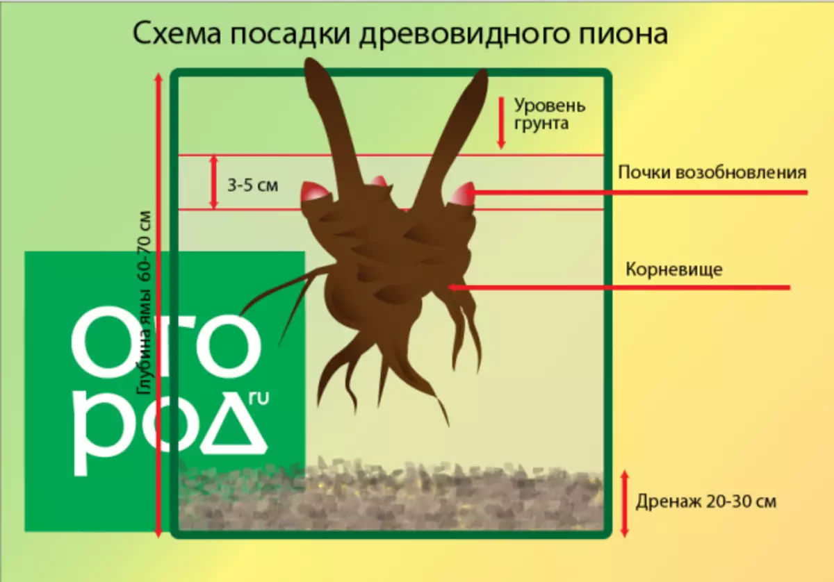 Pion iztovarjanje