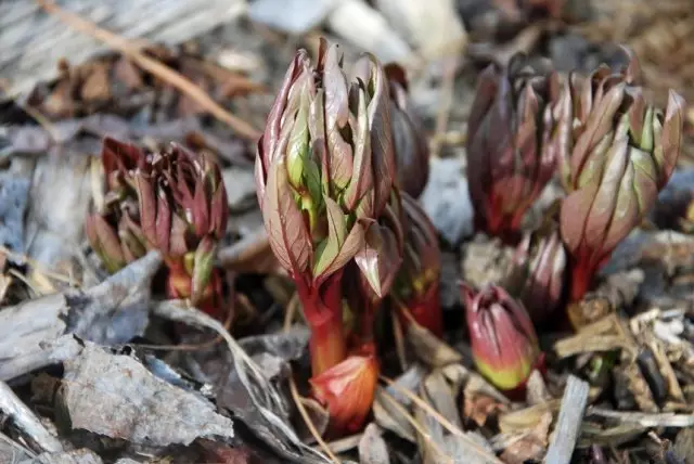 Peony sprouts under old leaves