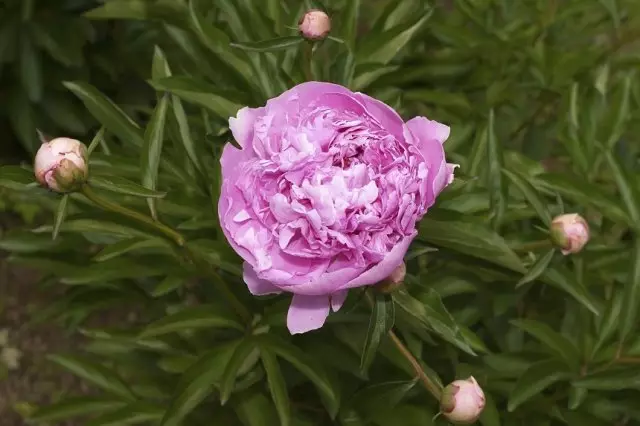 Peony blomst og knopper