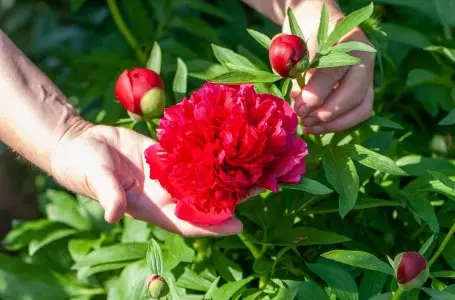 How to care for peonies in the spring to achieve their lush flowering 1133_12