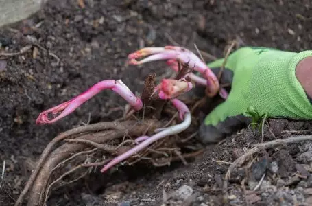 Come prendersi cura delle peonie in primavera per raggiungere la loro lussureggiante fioritura 1133_13