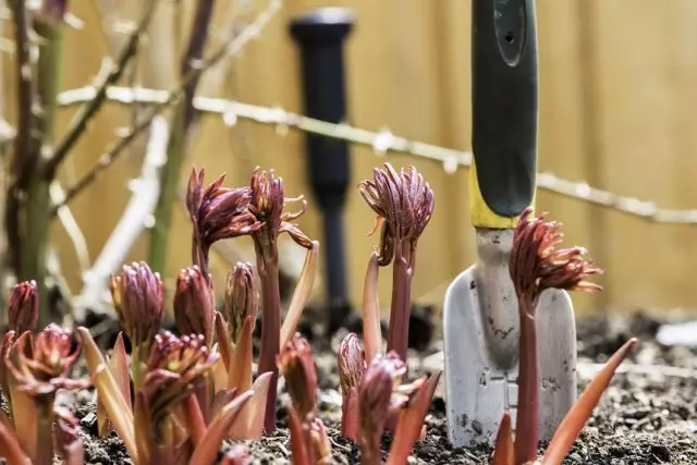 Peony Spouts.