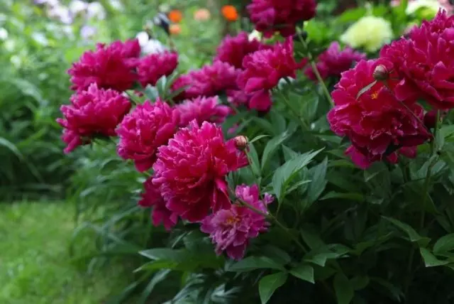 බුෂ් peonies