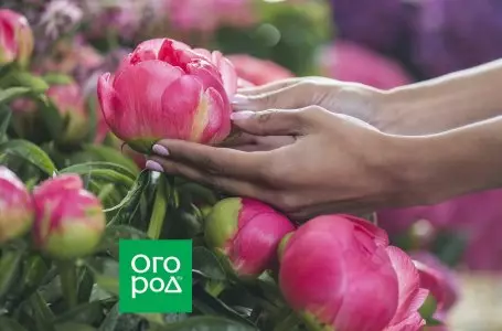 Sådan plejer du Peonies om foråret for at opnå deres frodige blomstring 1133_9