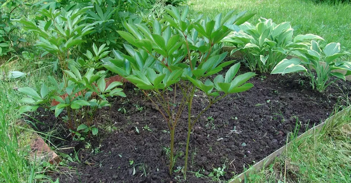 সঠিকভাবে লাগে যে একটি peony একটি ব্যাপারী চয়ন করুন