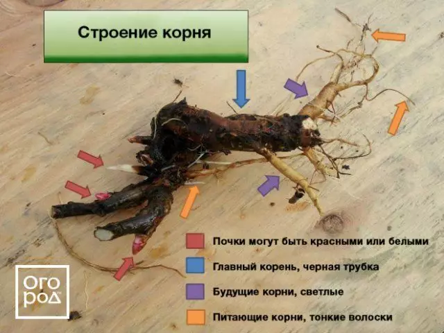 Herbatomski bolnici - kada podijeliti i kako presaditi (master klasa s fotografijom) 1137_29