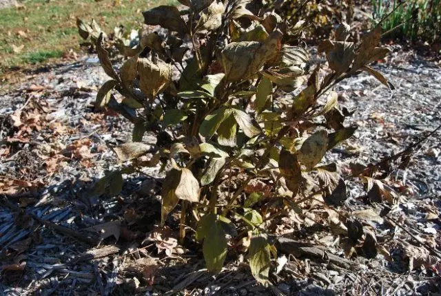 Peonies printempe