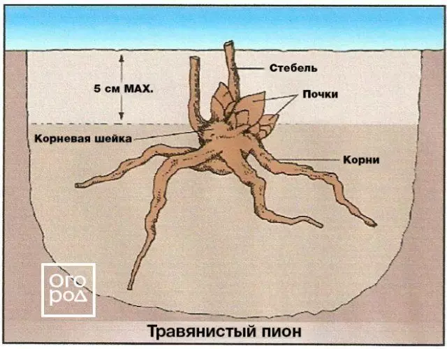 Травяністыя півоні - калі дзяліць і як правільна перасаджваць (майстар-клас з фота) 1137_47