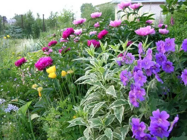 Mixboron con peonies.