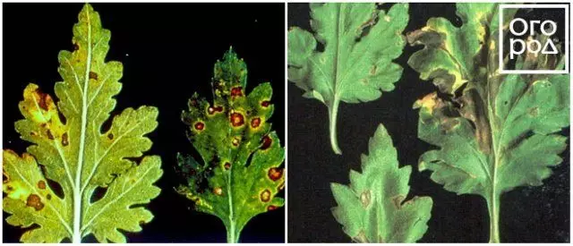 Malattie e parassiti Chrysanthemums: come riconoscere e quali metodi affrontarono?