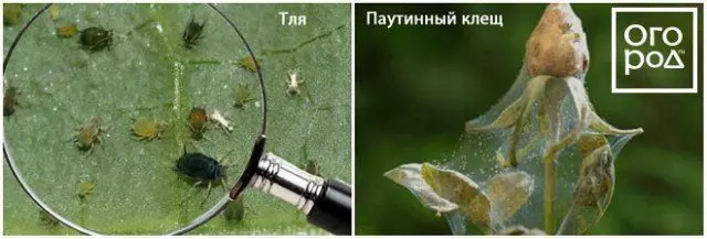 Chrysanthemum மீது tll மற்றும் cobwebs