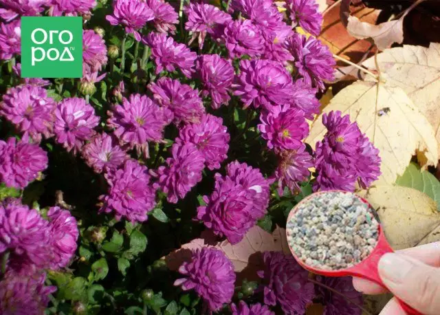 Feeding chrysanthemum