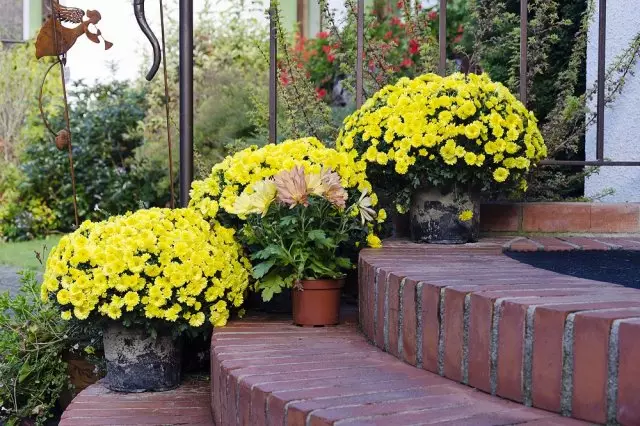 Transplant Chrysanthemum for the winter