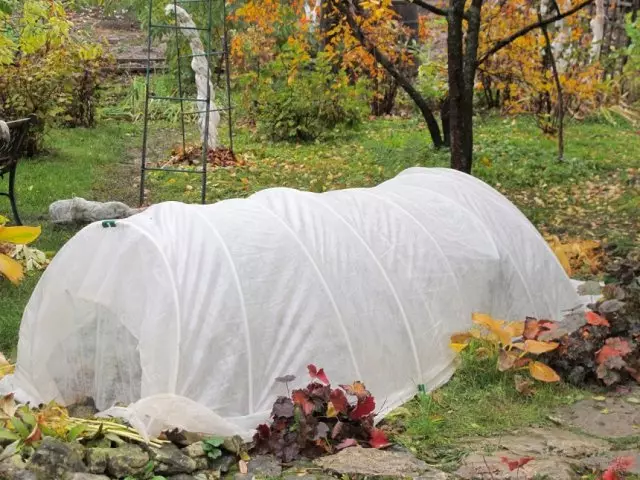 Shelter chrysanthemums for the winter