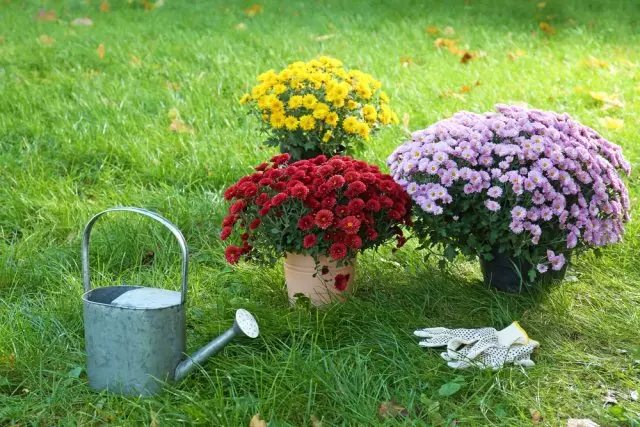 Watering chrysanthemum