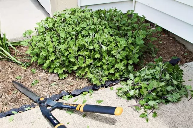 Autumn trimming chrysanthemums