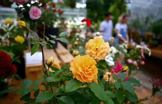 La mostra di rose e clematide si è svolta nel giardino botanico della Moscow State University 11402_1