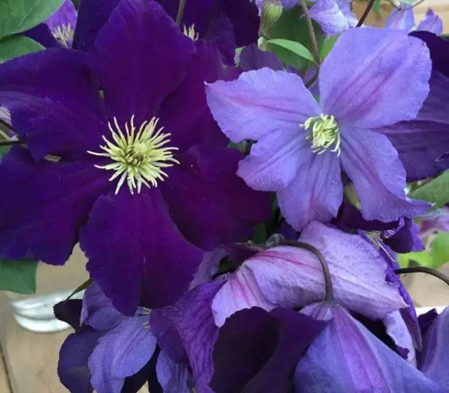 Die Ausstellung von Rosen und Clematis fand im botanischen Garten der Moskauer State University statt 11402_25