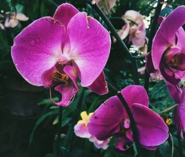 Die Ausstellung von Rosen und Clematis fand im botanischen Garten der Moskauer State University statt 11402_39