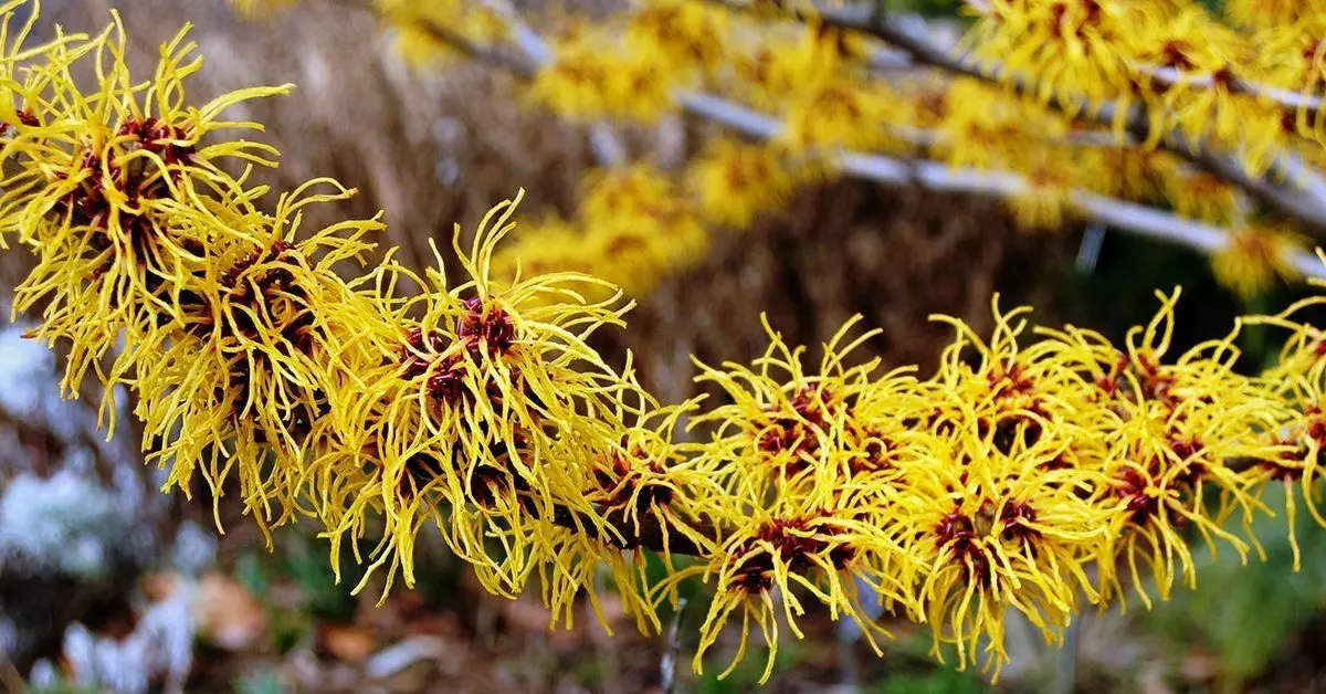 Gamamelis