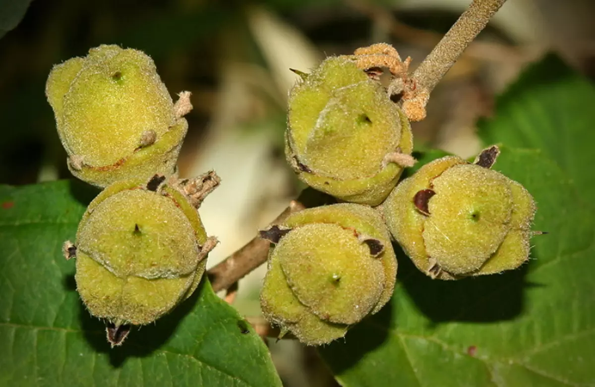 Früchte Gamamemelisa.