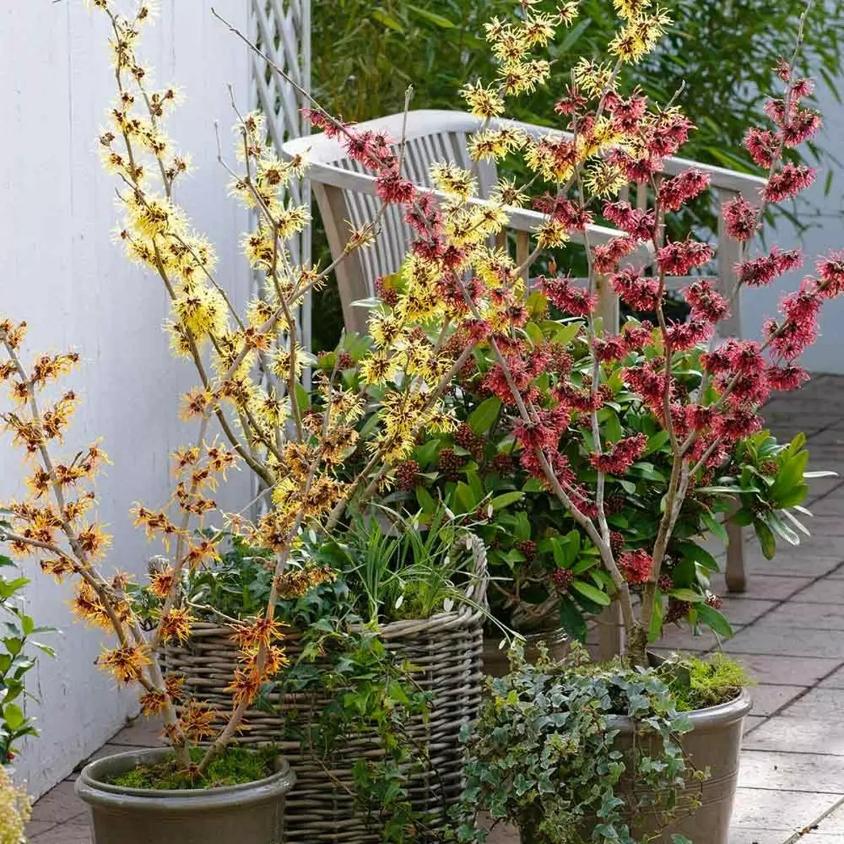 Gamamelis in Containern.