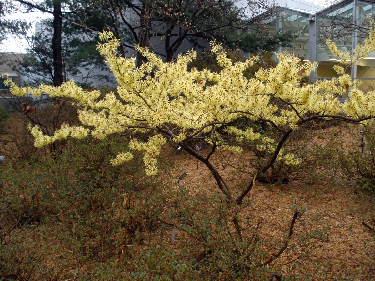 Gamamelis នៅក្នុងសួនច្បារ