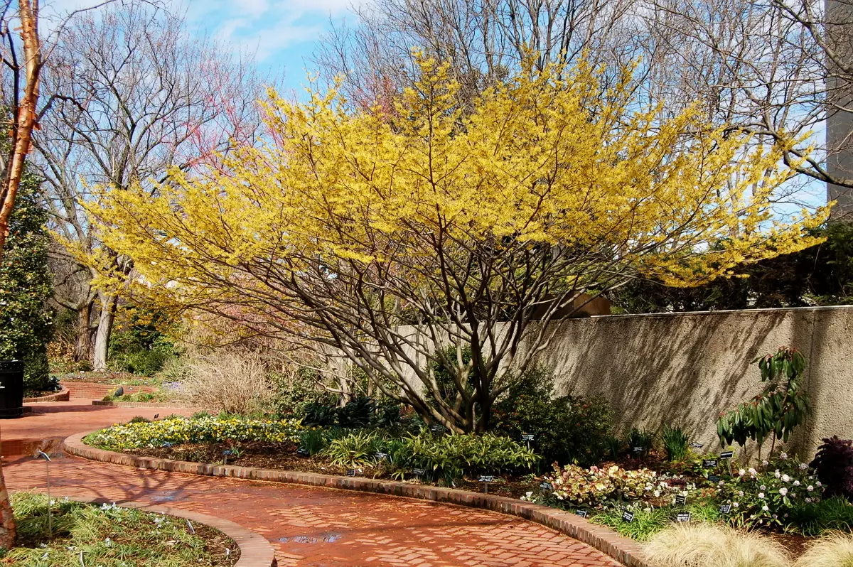 Gamamelis sa ghairdín