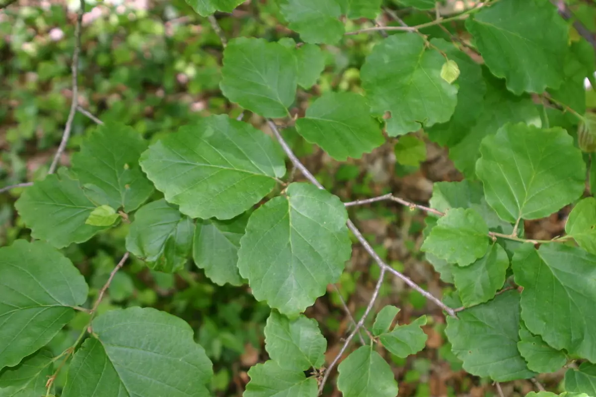 Blätter von Gamamemis im Sommer