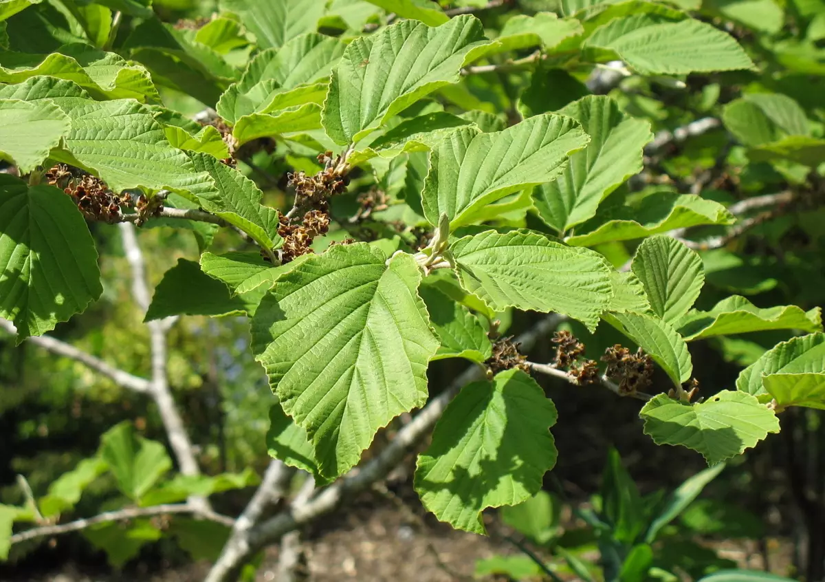 Duilleoga glasa gamamelisa