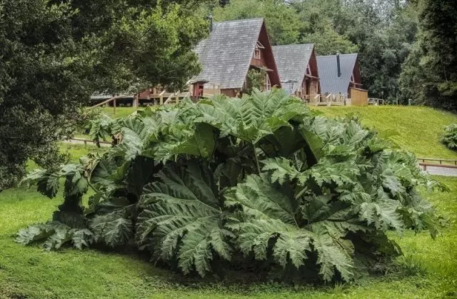 5 xigantes: plantas con follas máis grandes para acento nunha cama de flores