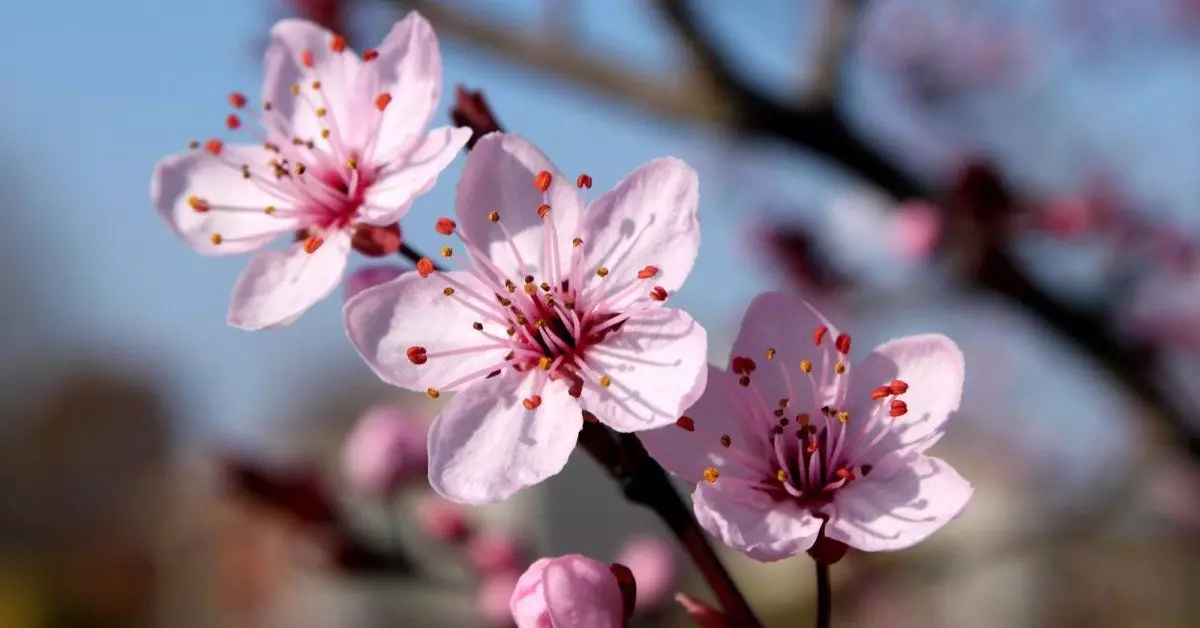 Sakura je že cvetela na Japonskem - 11 zanimivih fotografij