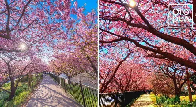 Sakura, Sakura Bulegoa, Sakura Argazkia, Sakura loratu