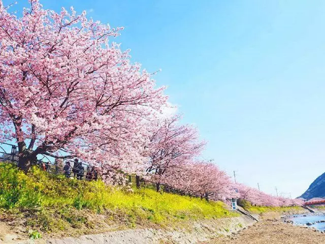 Sakura, Sakura Branch, Sakura fotó, Blooming Sakura