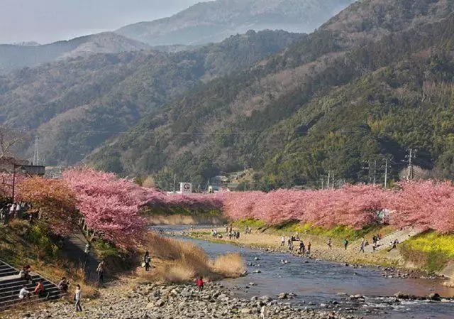 Sakura, Sakura Bulegoa, Sakura Argazkia, Sakura loratu