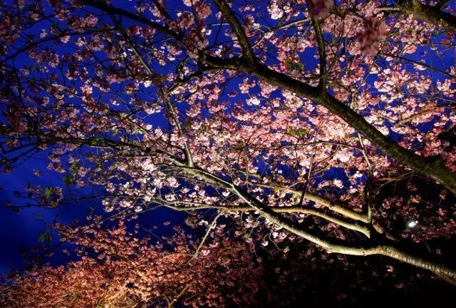 Sakura, Laanta Sakura, Sakura Sawirka, Bloonka Sakura