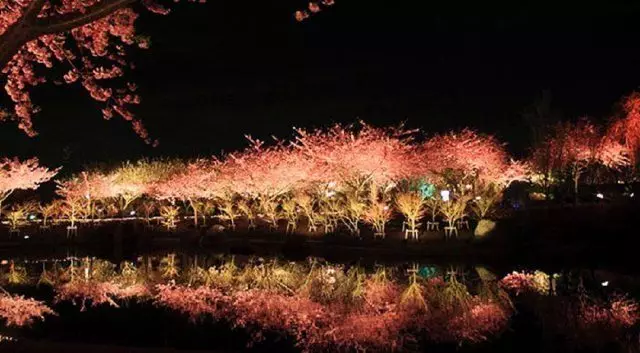 Sakura, Sakura Branch, Sakura Φωτογραφία, ανθισμένα Sakura