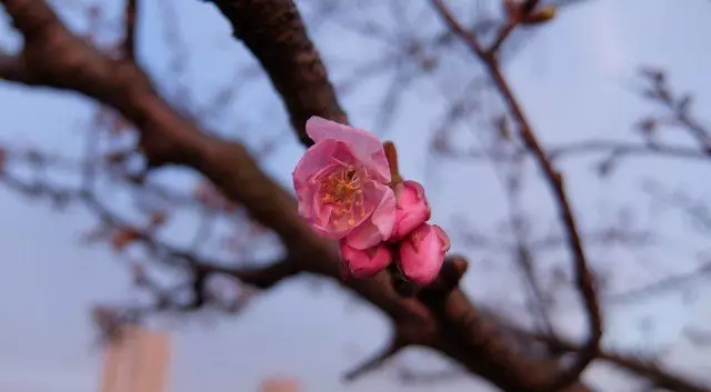 Sakura, Sakura Branch, Sakura Φωτογραφία, ανθισμένα Sakura