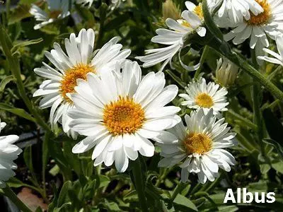 Astra Alpine Variety Albus