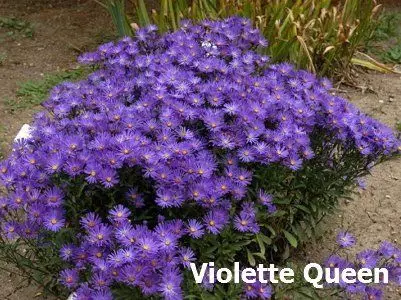 Astra italiana violette Queen