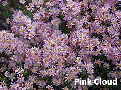 Astra Hingra Nepical Fly Cloud Cloud