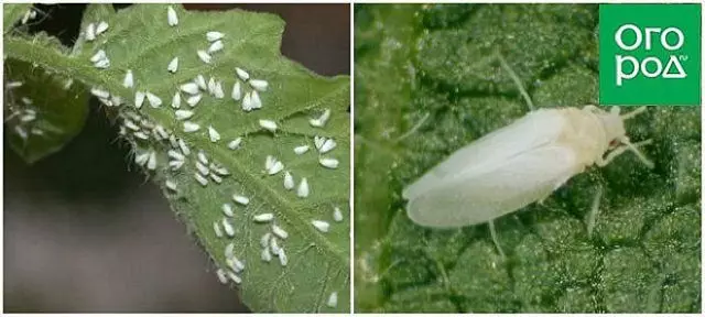 Na-alụ ọgụ nje nke nduku na tomato