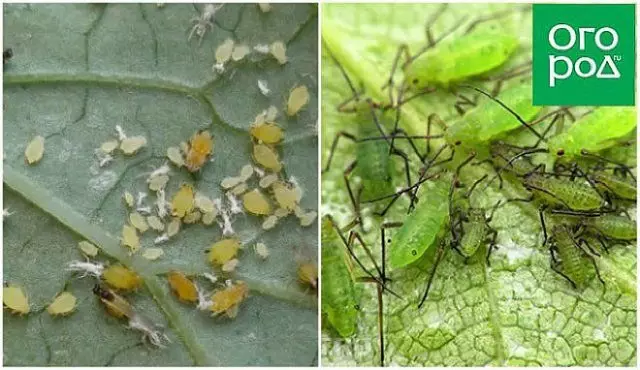 Combattre les parasites de pommes de terre et de tomates